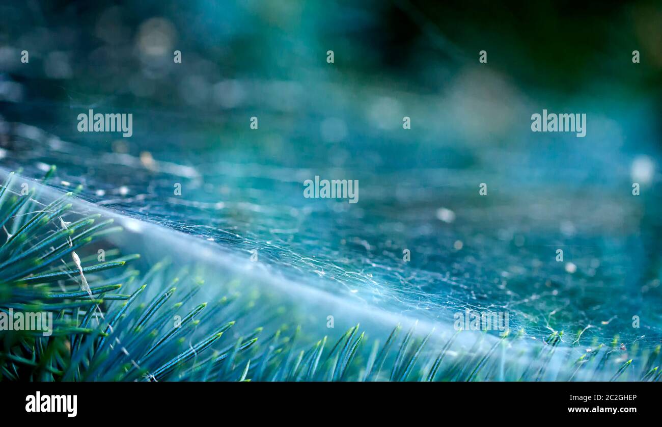 Needles of blue spruce in the spider web of a spider, on a summer day ...