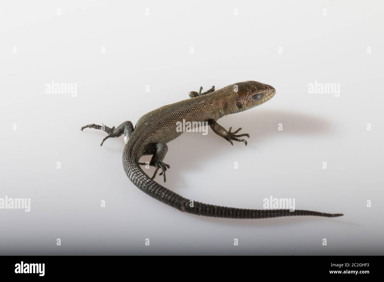 Usual gray lizard on white background Stock Photo - Alamy