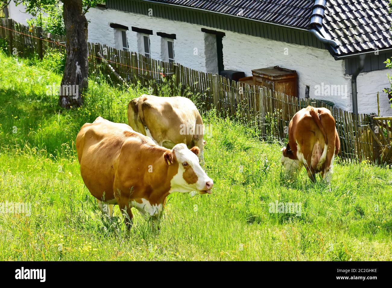 Cattle and cows outside Stock Photo - Alamy