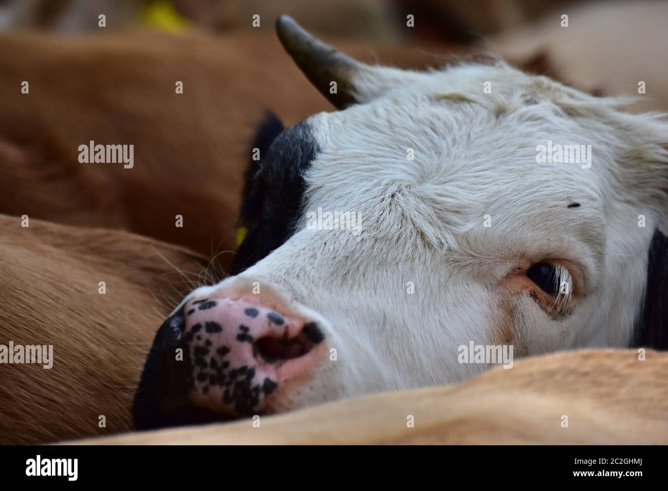 Cattle and cows outside Stock Photo - Alamy