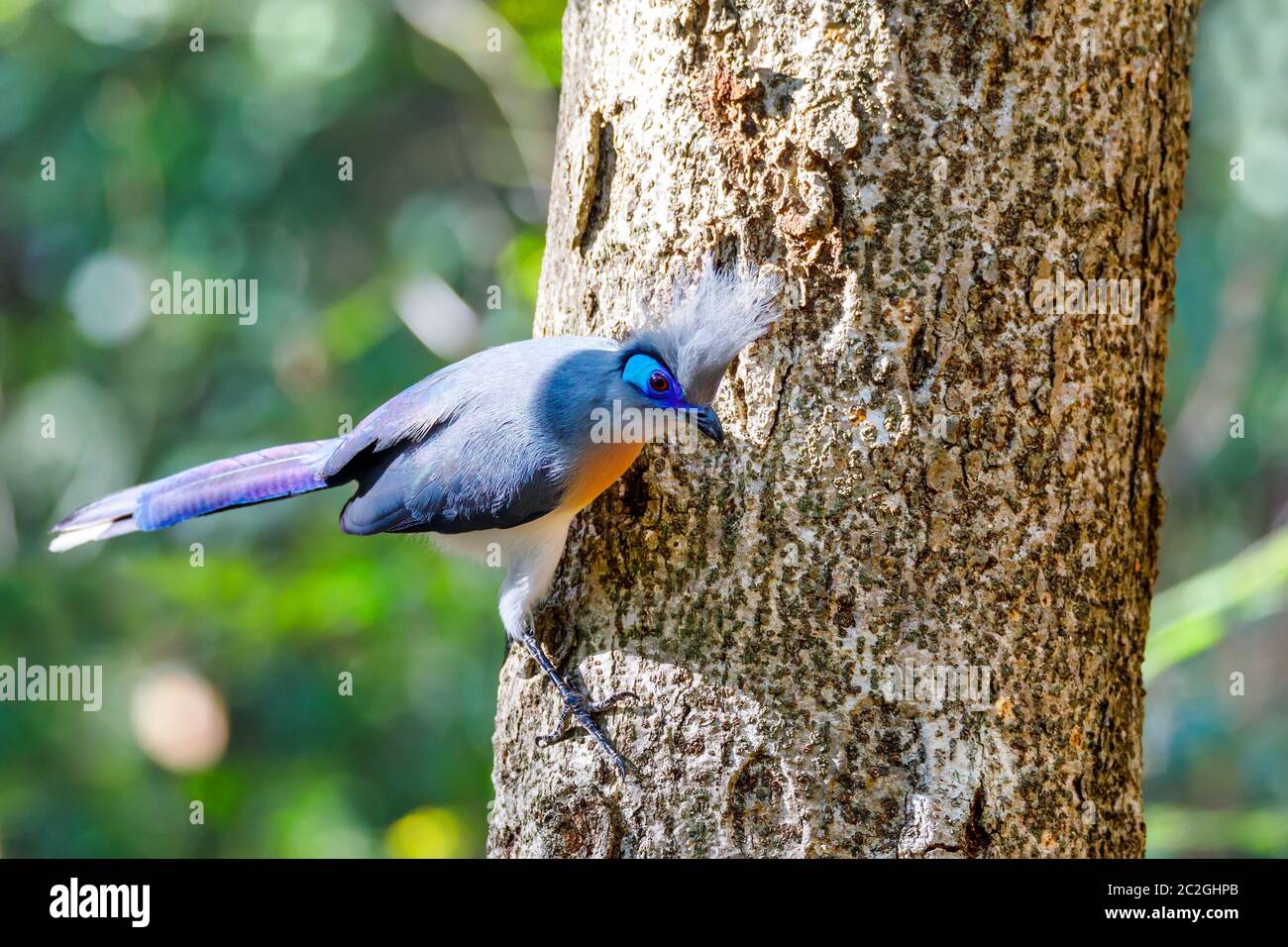 beautiful blue bird Crested coua ,Coua cristata, very attractive ...
