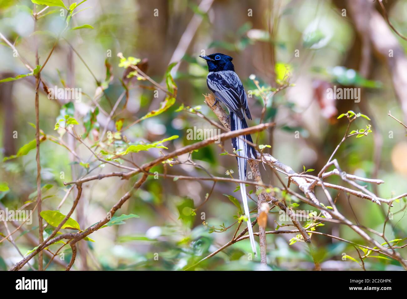 Beautiful Madagascar bird, Paradise-flycatcher black version ...