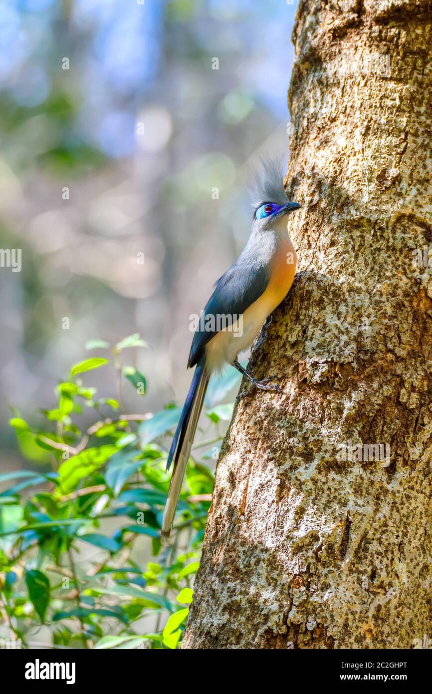 beautiful blue bird Crested coua ,Coua cristata, very attractive ...