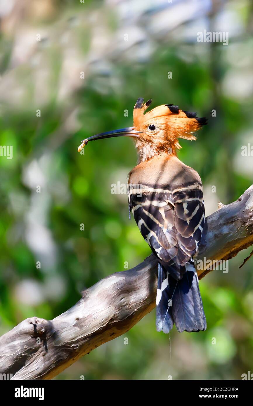 beautiful bird Madagascan hoopoe, Upupa epops marginata, subspecies of ...