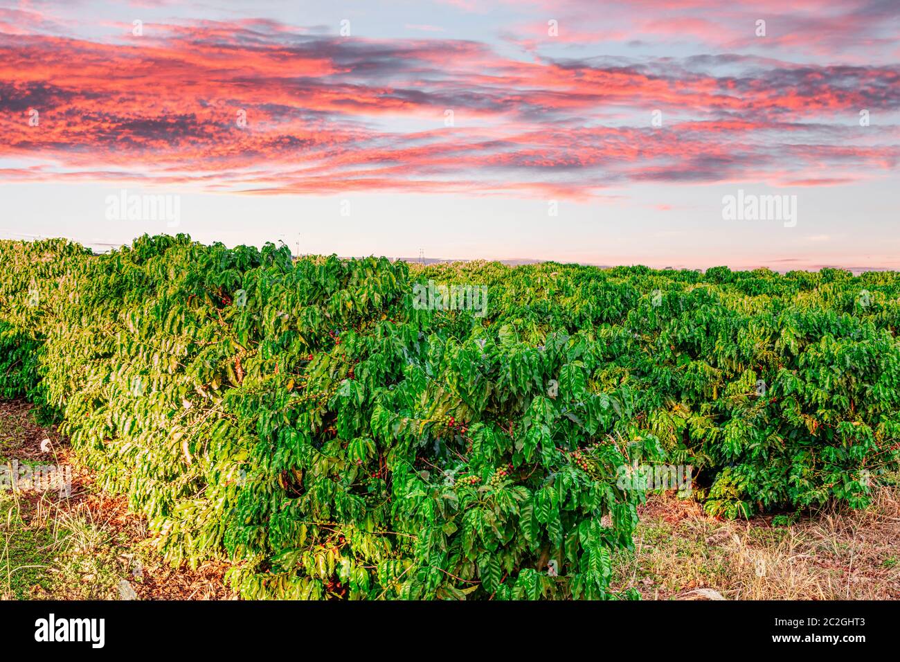 coffee fruit in coffee farm and plantations in Brazil Stock Photo - Alamy