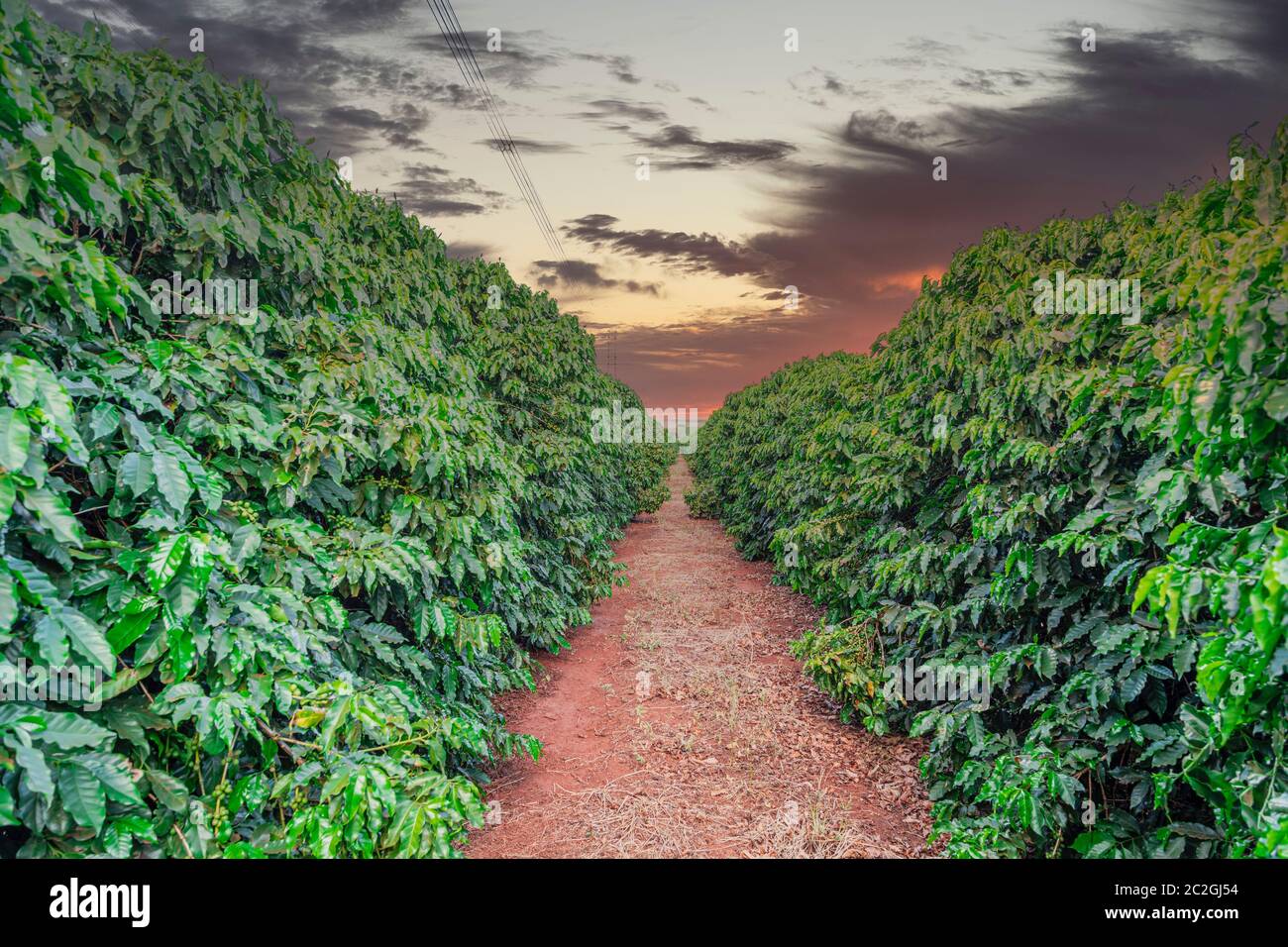 coffee fruit in coffee farm and plantations in Brazil Stock Photo - Alamy