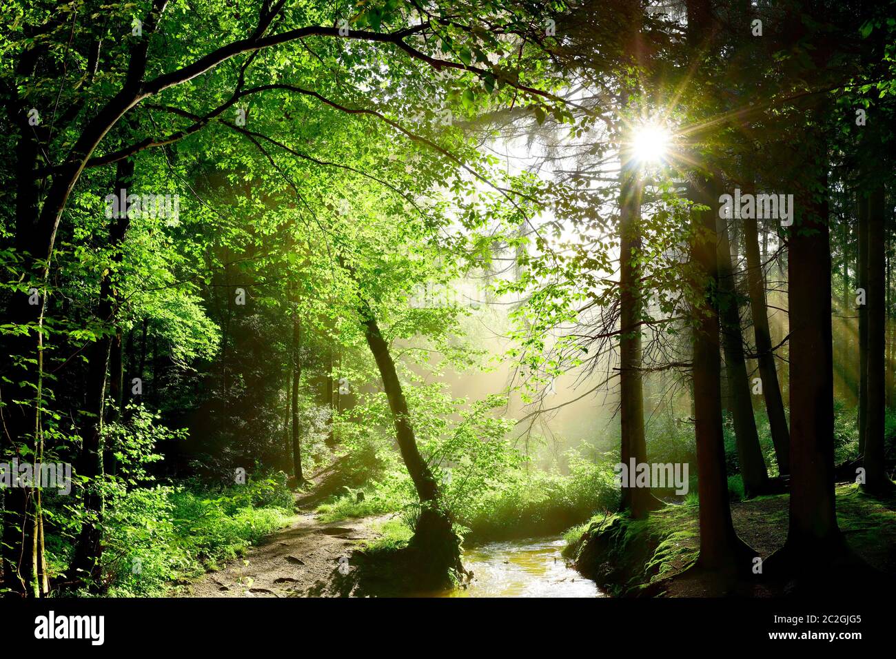 Beautiful forest with brook and bright sun shining through the trees ...