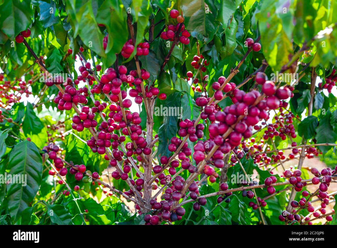 Coffee beans on a branch of tree.Red and green arabica coffee beans ...