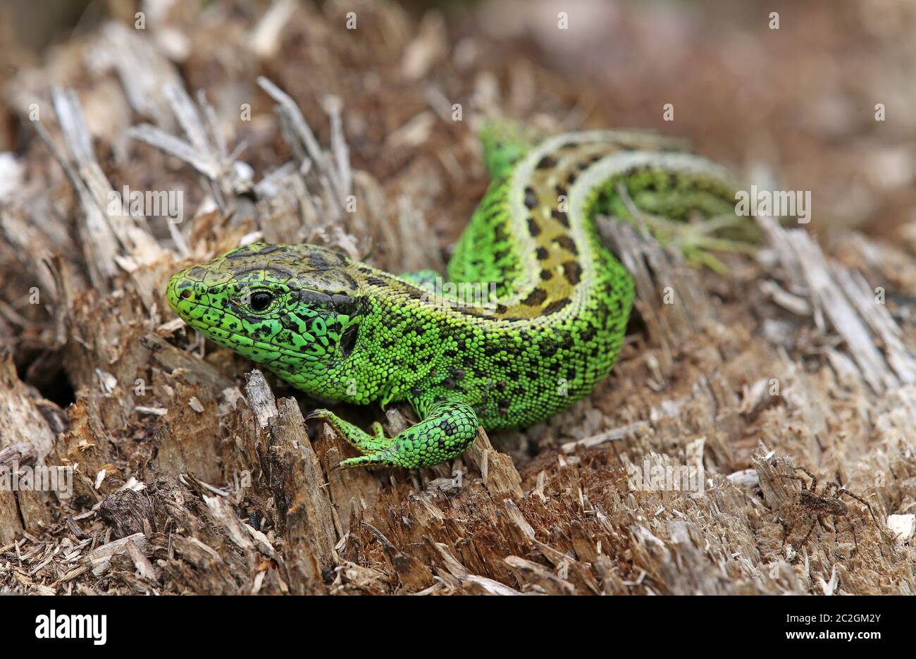 Menowal hi-res stock photography and images - Alamy