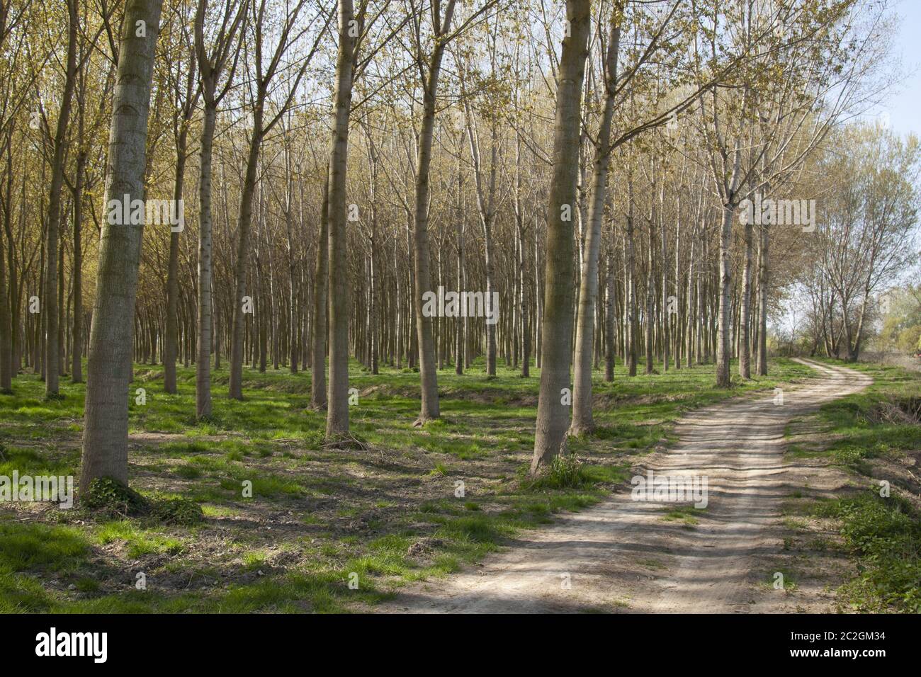 Po Valley landscape of Mantua with poplar cultivation Stock Photo - Alamy