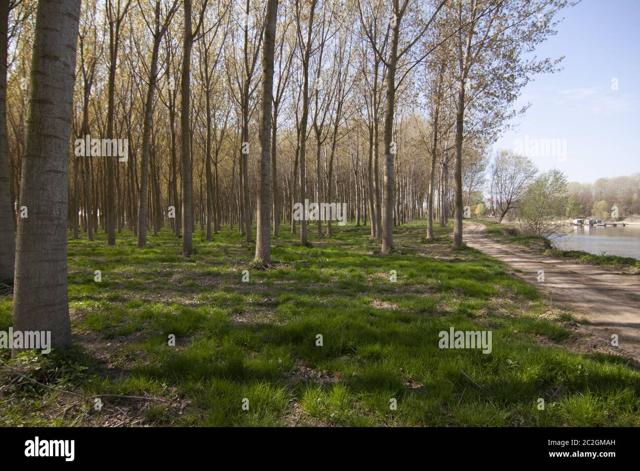 Po Valley landscape of Mantua with poplar cultivation Stock Photo - Alamy