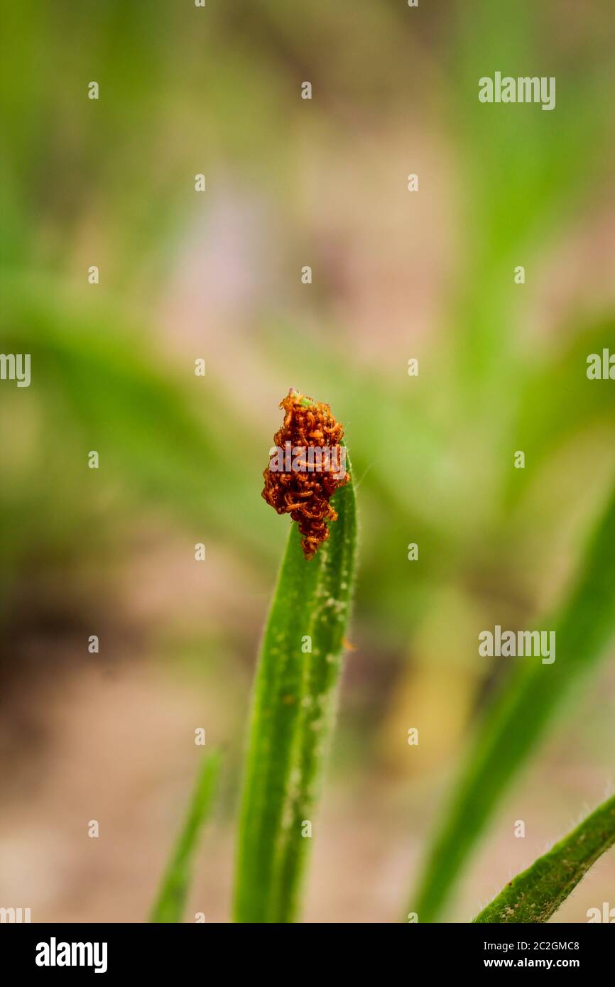 many small red orange worms on a blade of grass Stock Photo - Alamy