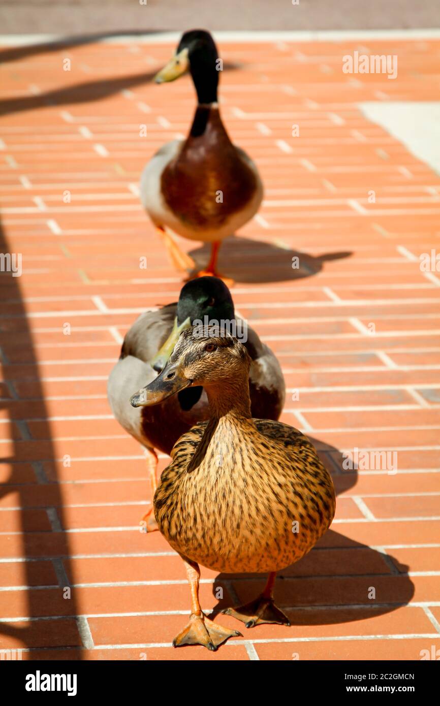 View, portrait of a mallard, mallards Stock Photo - Alamy