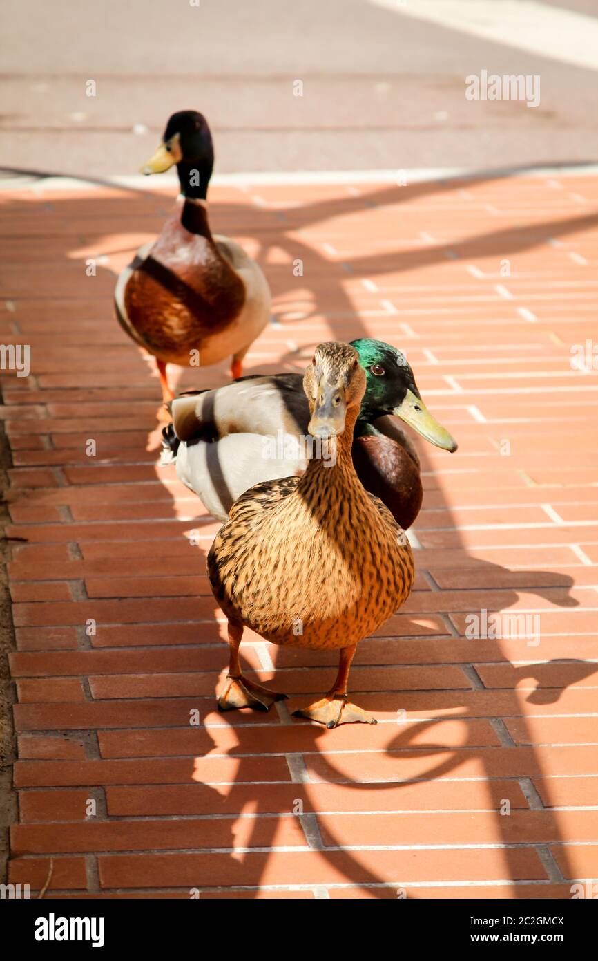 View, portrait of a mallard, mallards Stock Photo - Alamy
