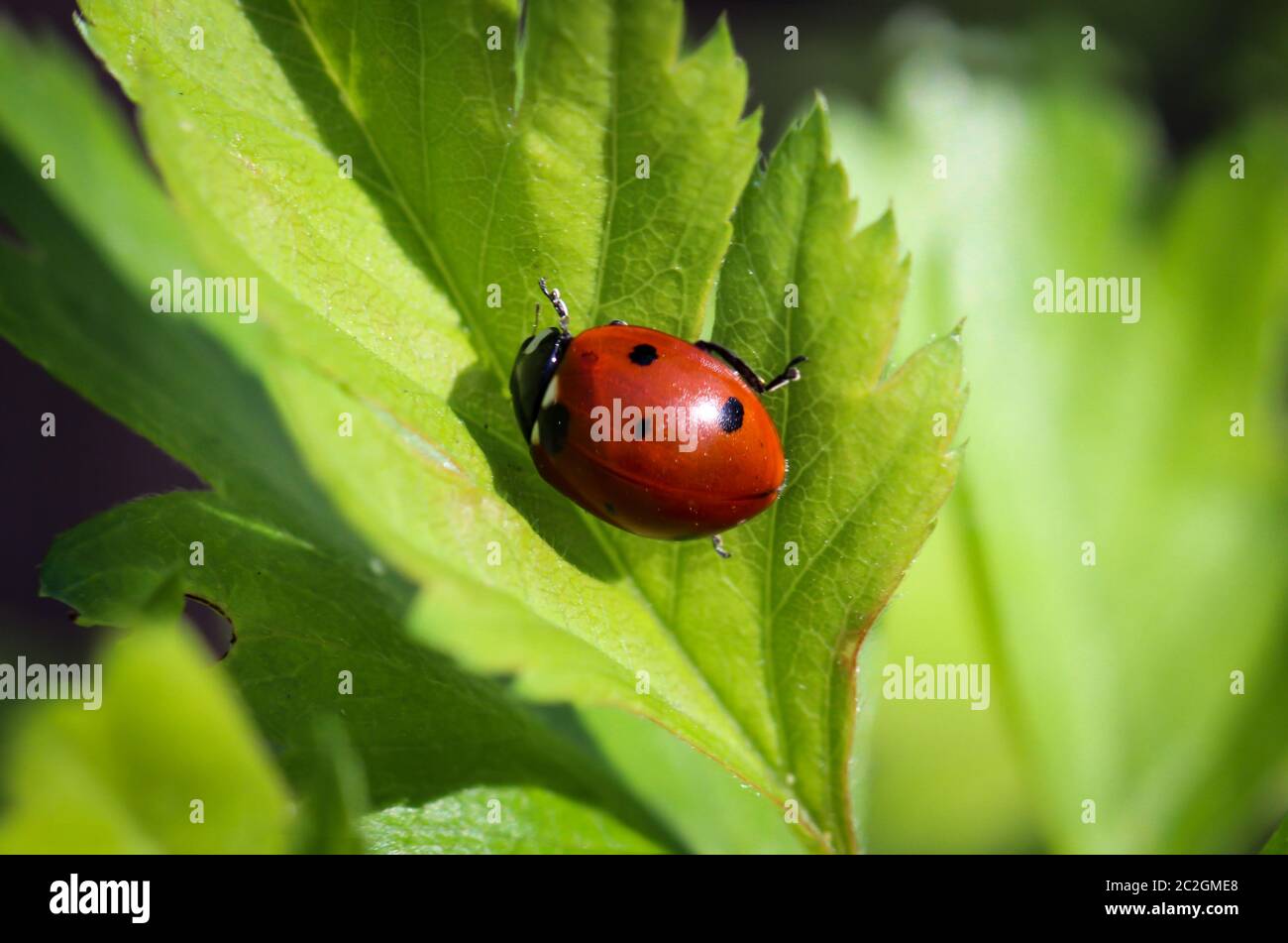 a ladybug on a plant Stock Photo - Alamy