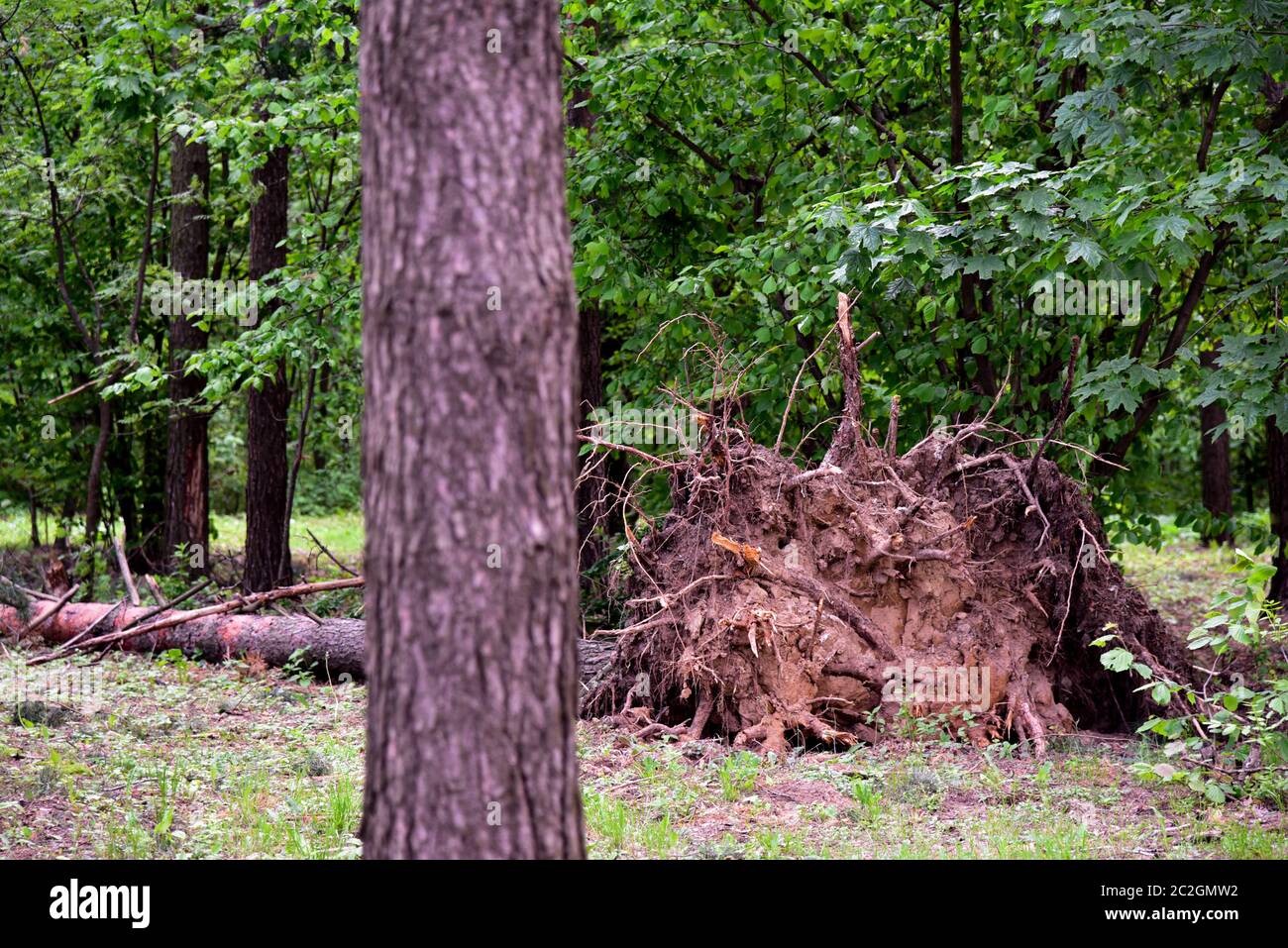 Rooted tree in the forest after a hurricane Stock Photo - Alamy