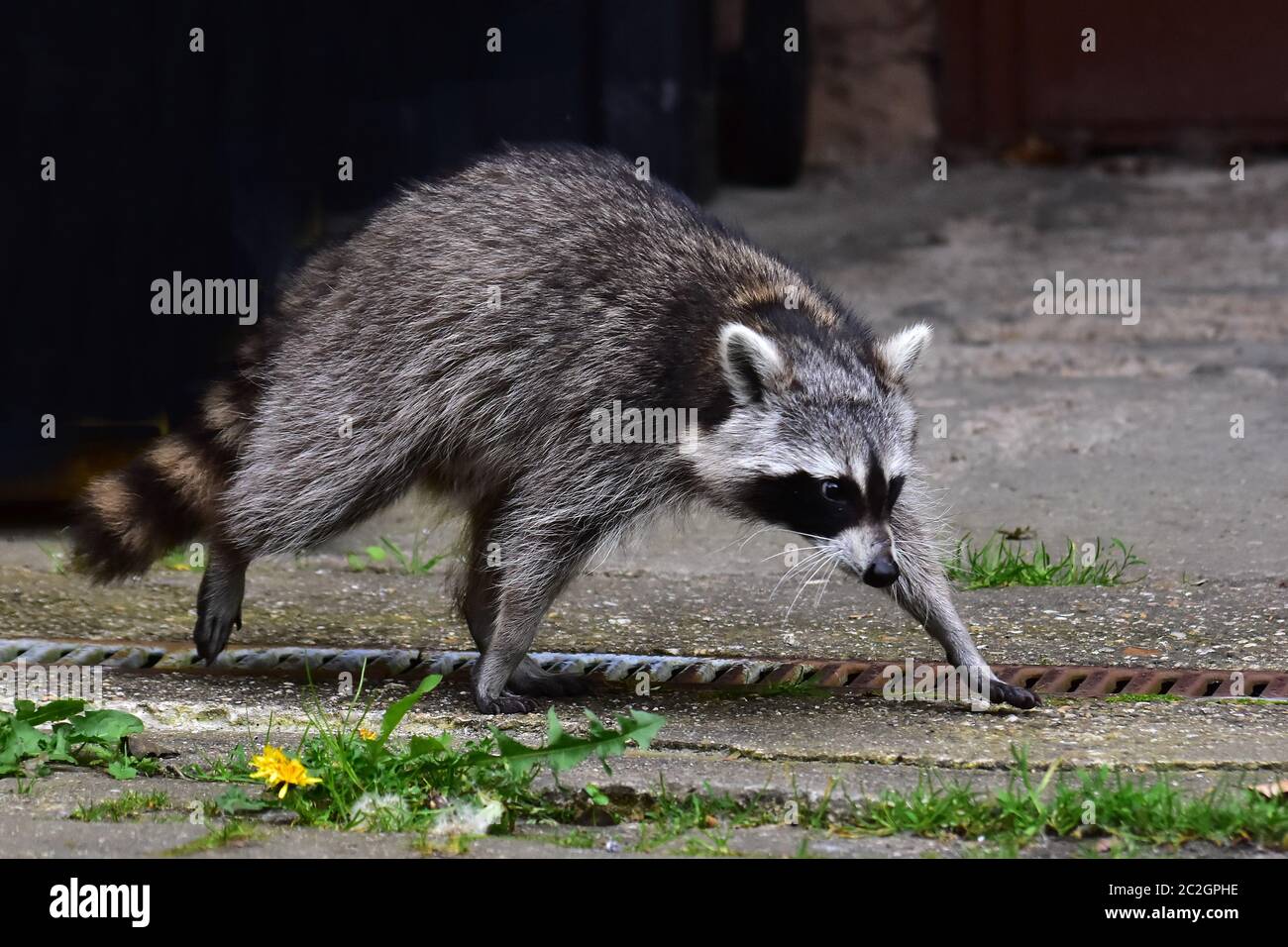 Animal raccoon hi-res stock photography and images - Alamy