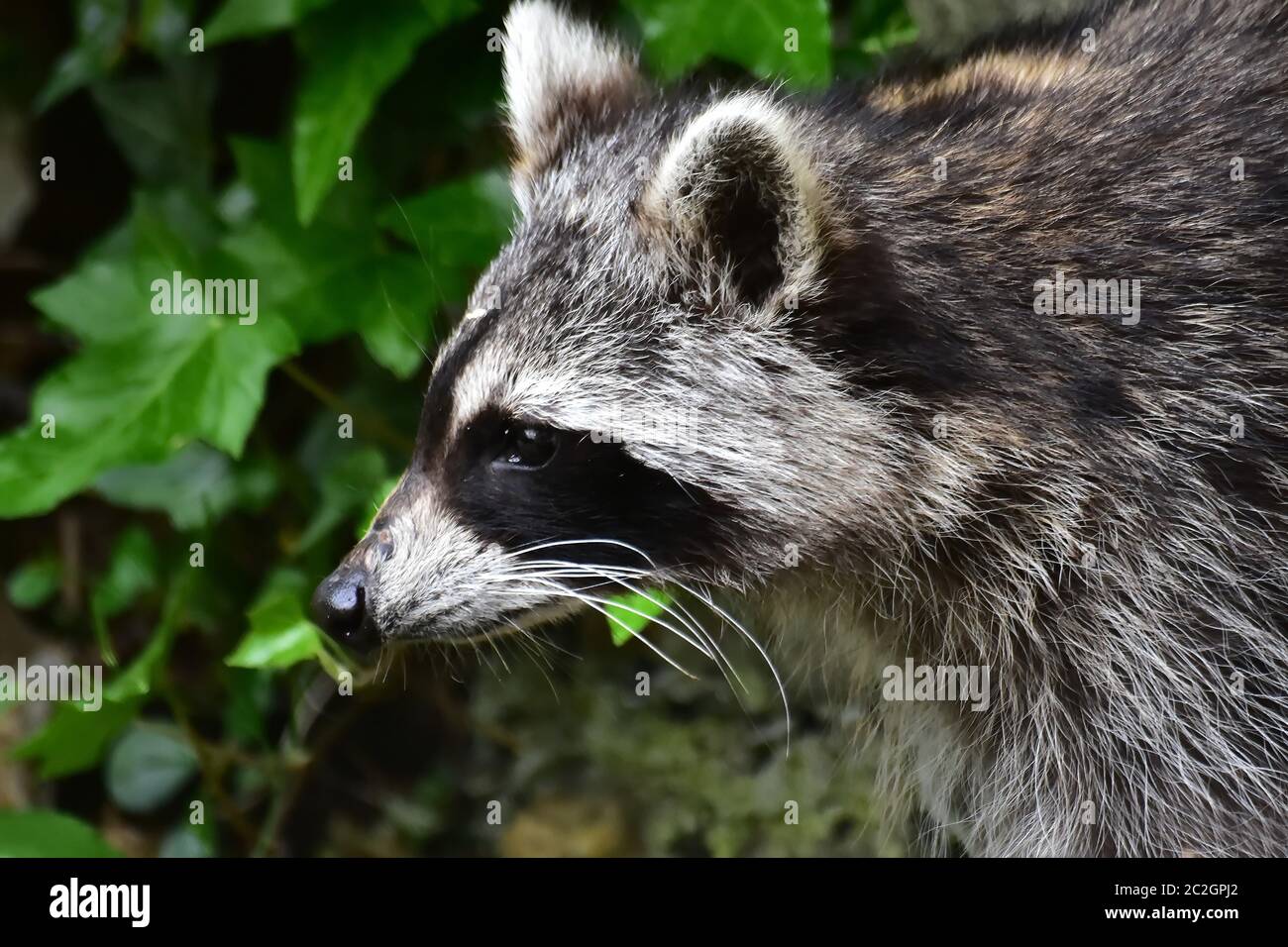 Animal raccoon hi-res stock photography and images - Alamy