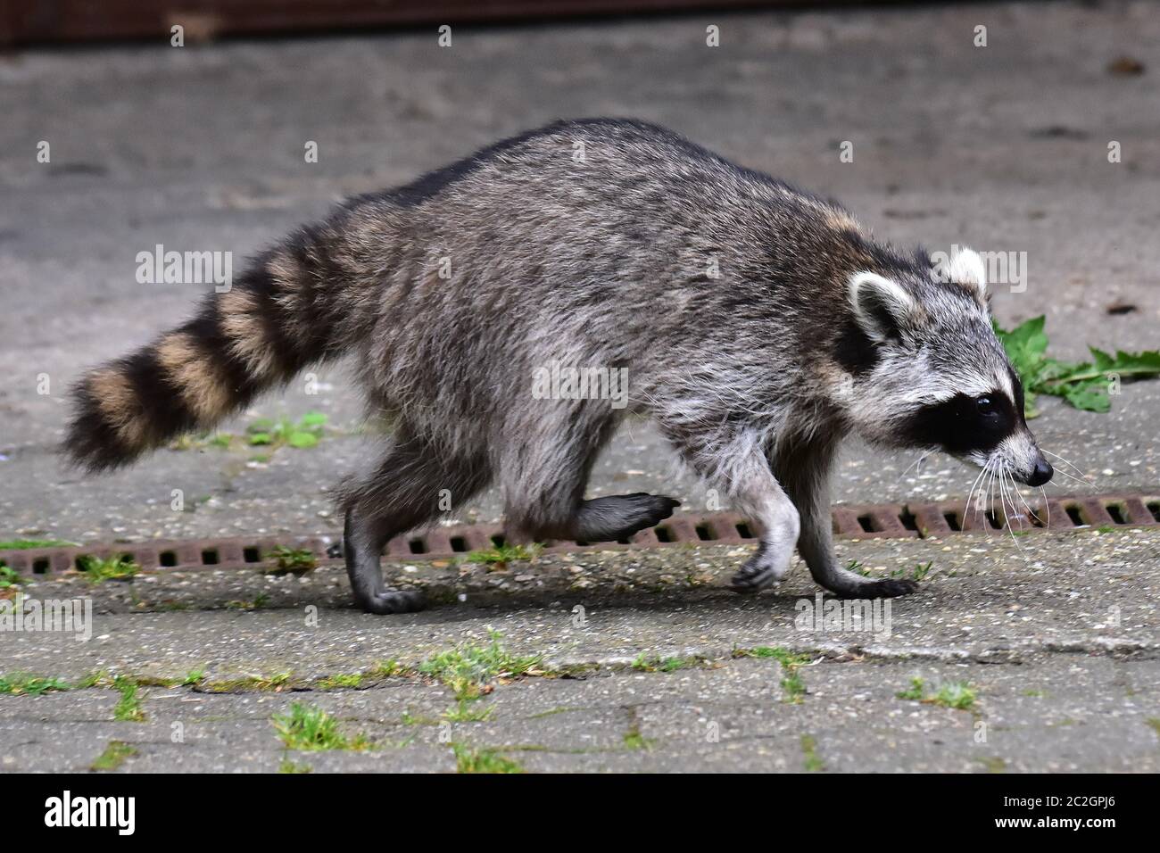 Animal raccoon hi-res stock photography and images - Alamy