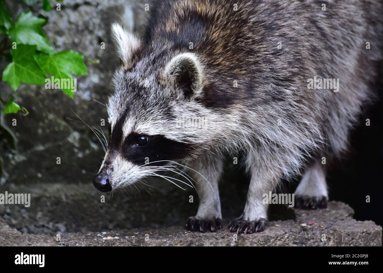 Animal raccoon hi-res stock photography and images - Alamy