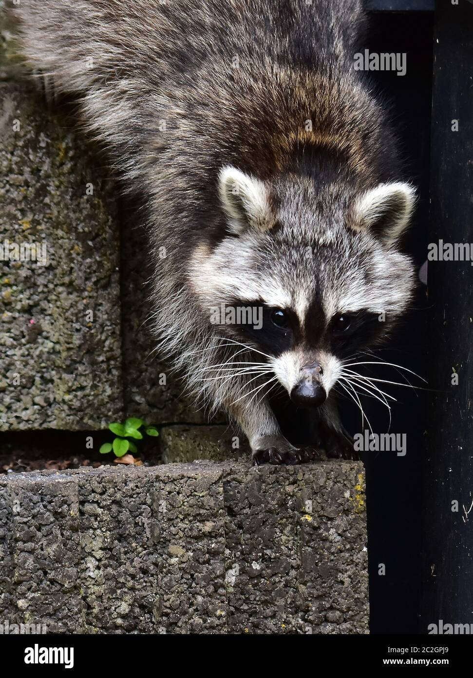 Animal raccoon hi-res stock photography and images - Alamy