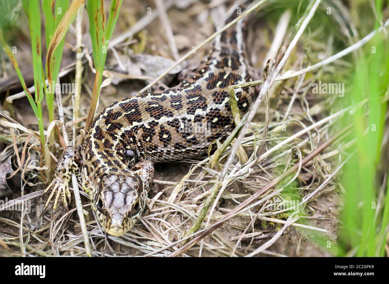 Female fence lizard hi-res stock photography and images - Alamy