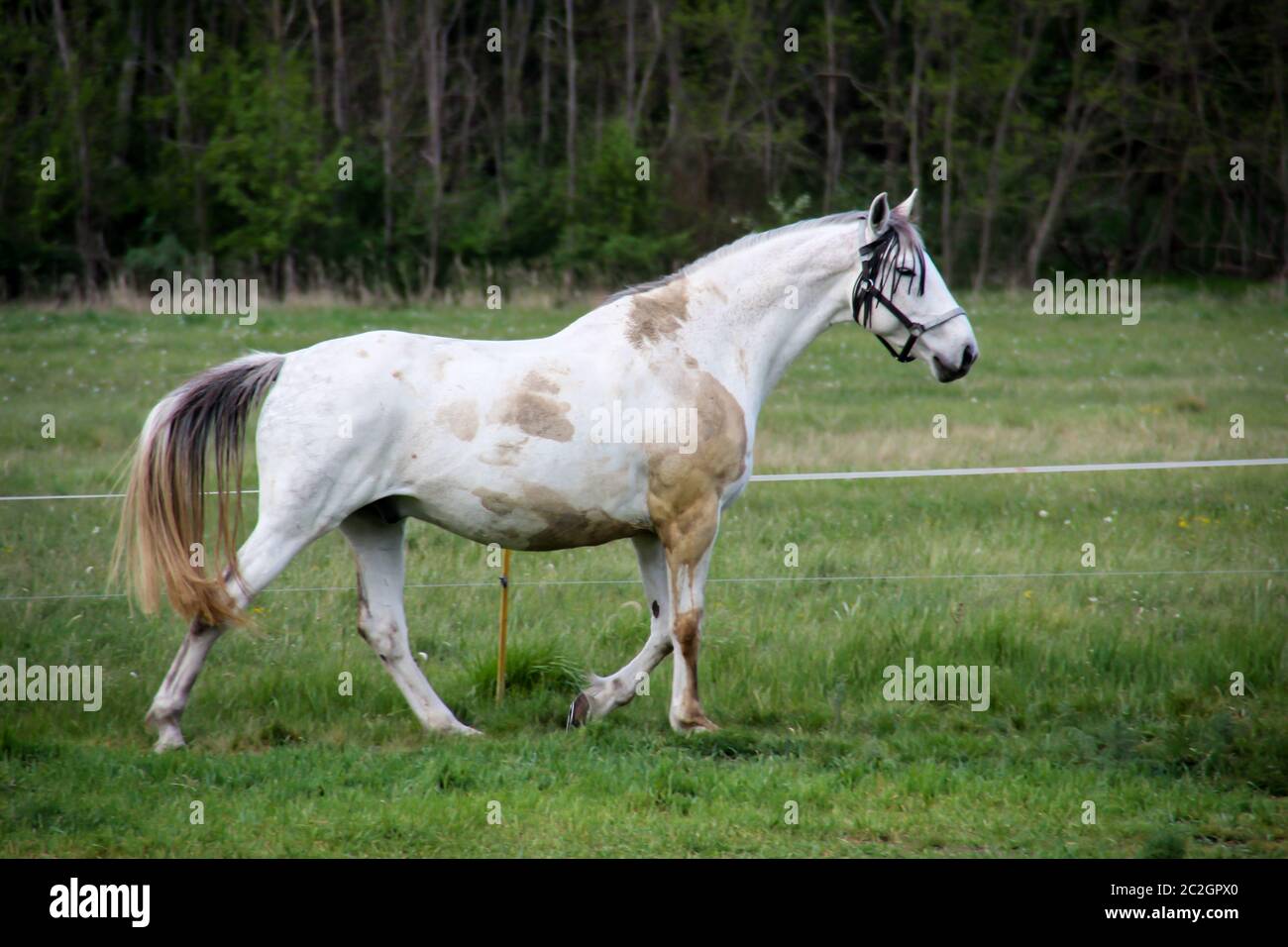 Horse, horses grazing in a paddock Stock Photo - Alamy