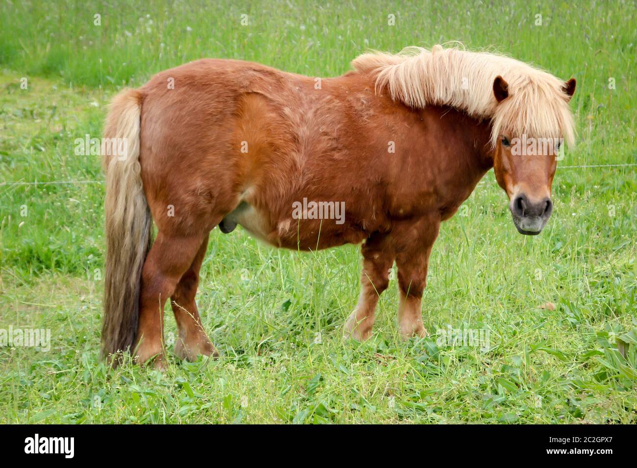 Horse, horses grazing in a paddock Stock Photo - Alamy