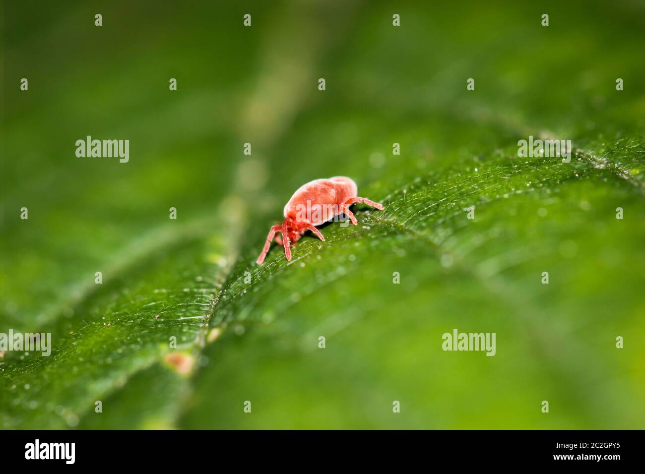 Spider mite predator hi-res stock photography and images - Alamy