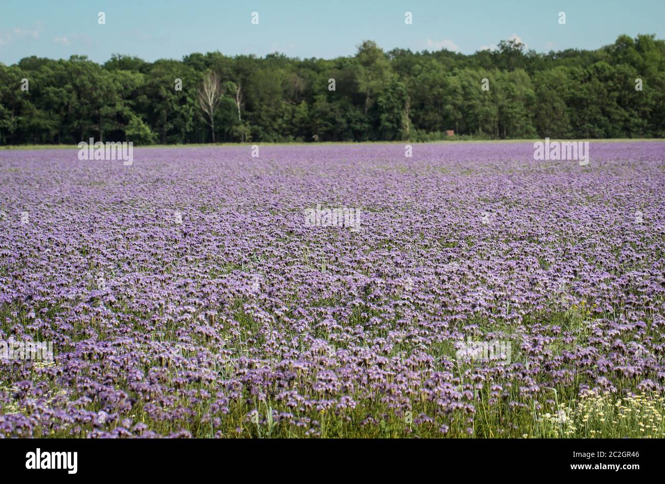 Violet field flower hi-res stock photography and images - Alamy