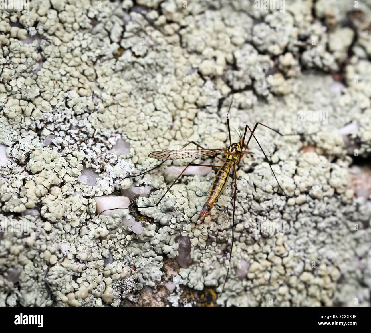 Bug with long proboscis hi-res stock photography and images - Alamy