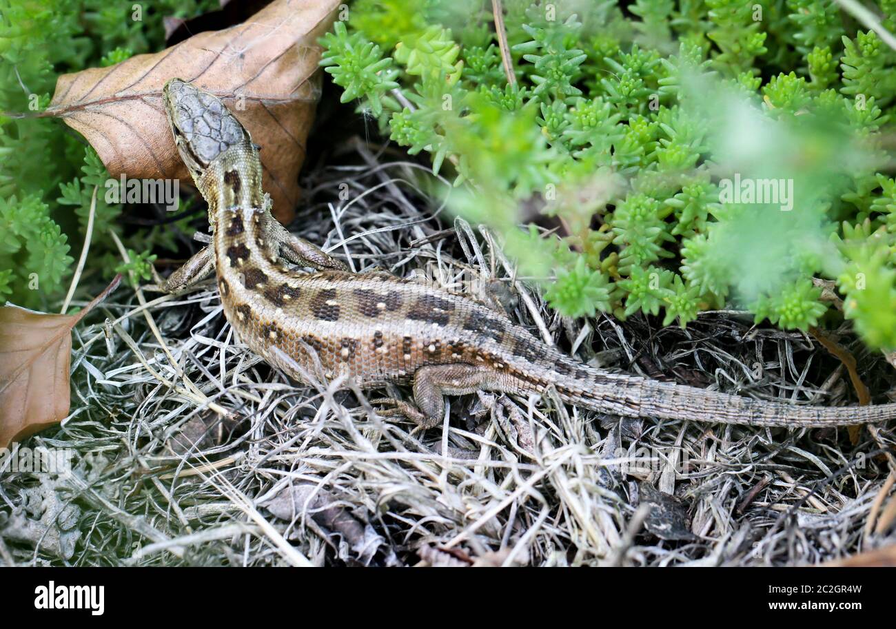 Female fence lizard hi-res stock photography and images - Alamy