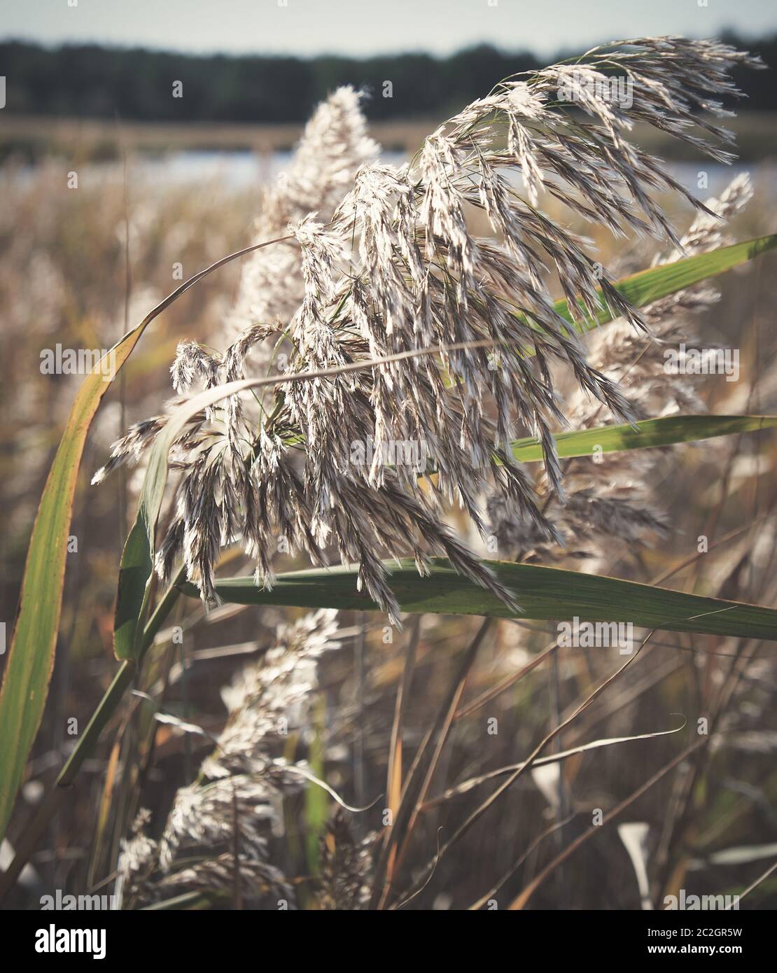 Grass leaf sway in wind hi-res stock photography and images - Alamy