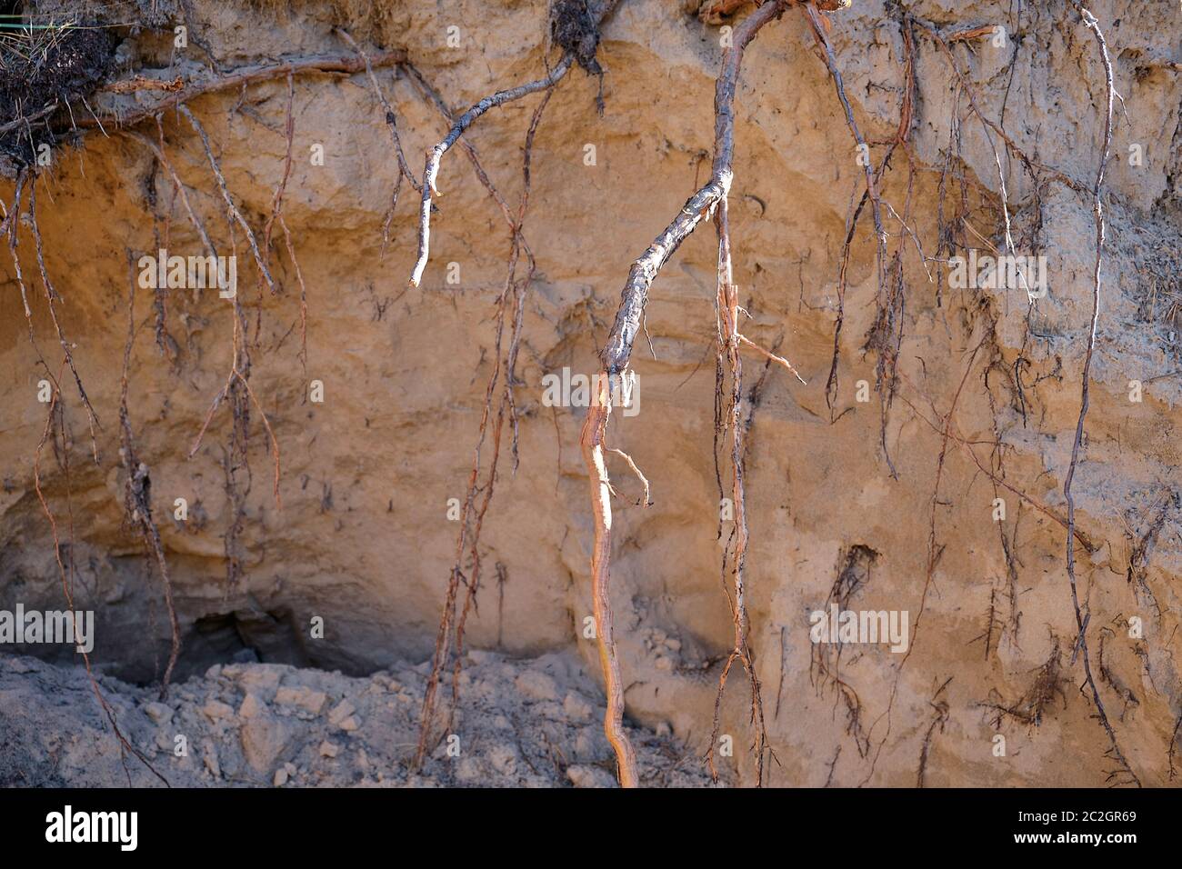 Tree roots sticking out of the sand hi-res stock photography and images ...
