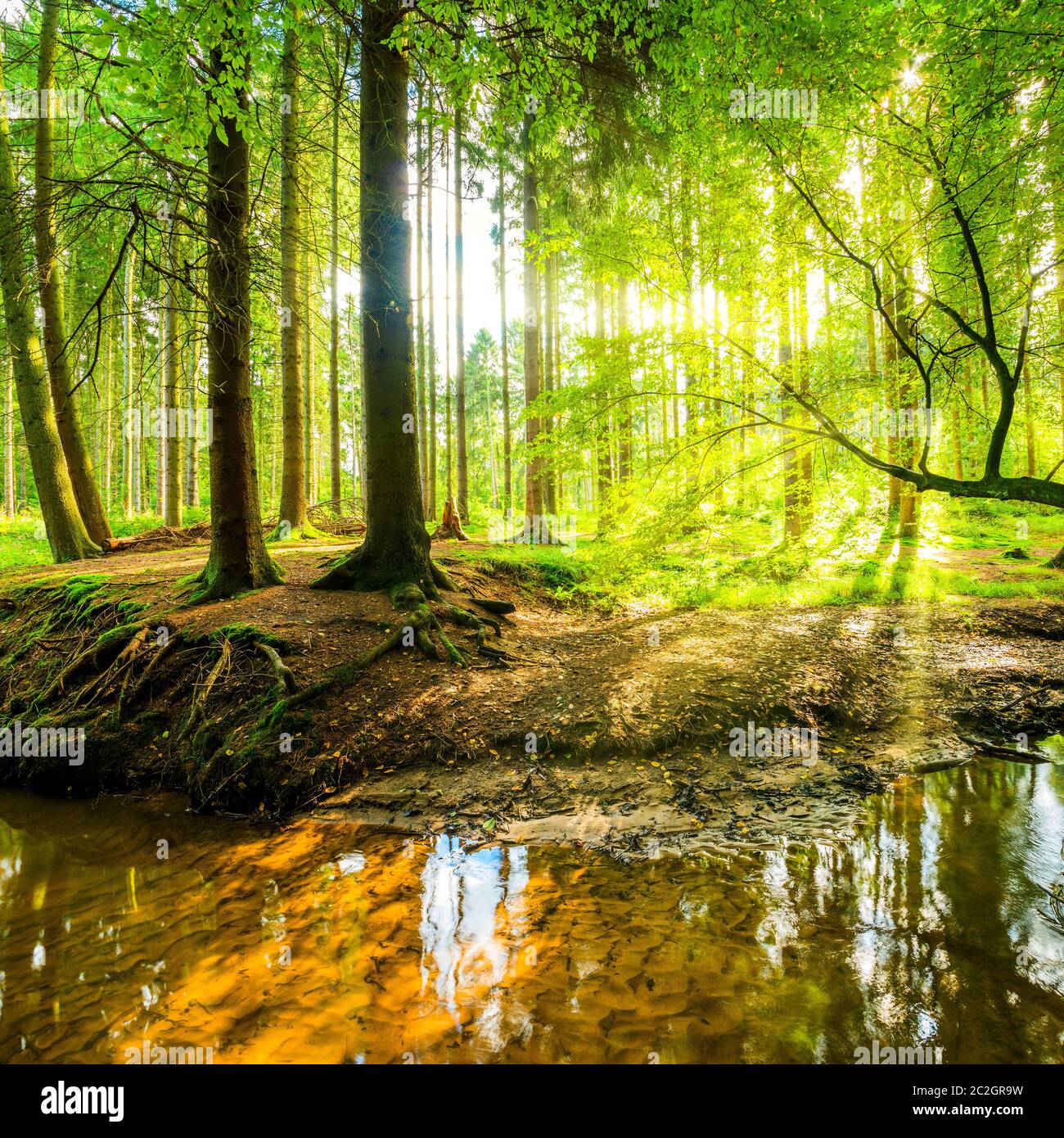 Beautiful forest with bright sun shining through the trees Stock Photo ...