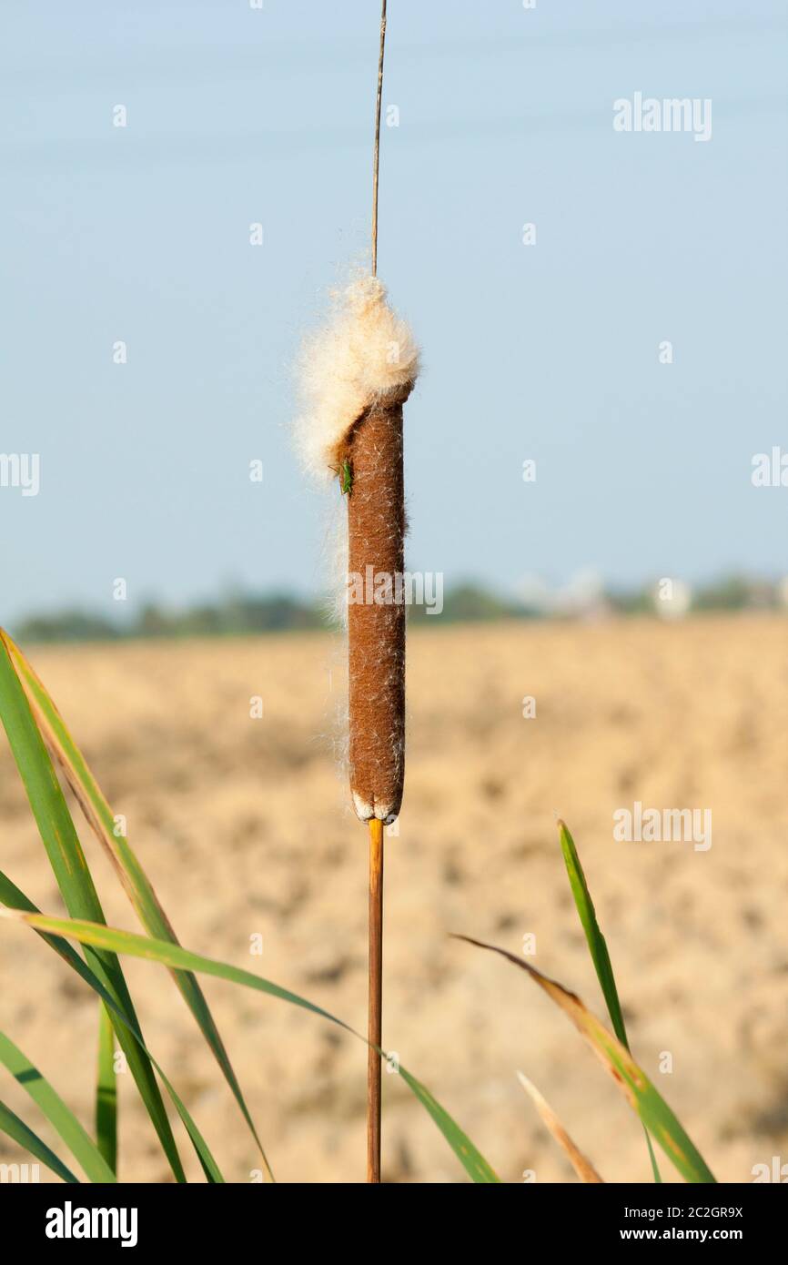 marsh reed characteristic of wetlands Stock Photo - Alamy