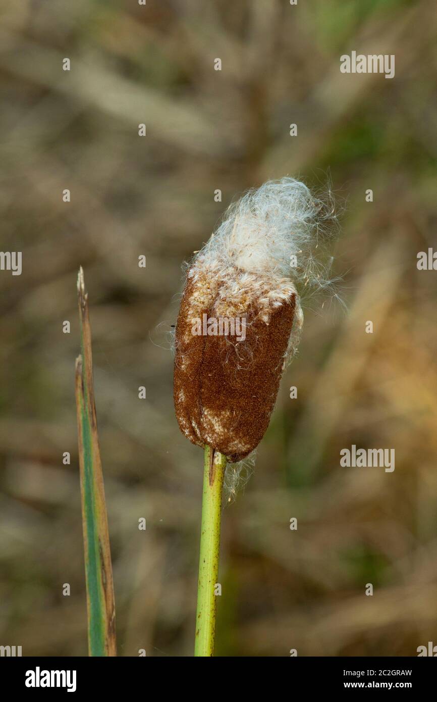 marsh reed characteristic of wetlands Stock Photo - Alamy