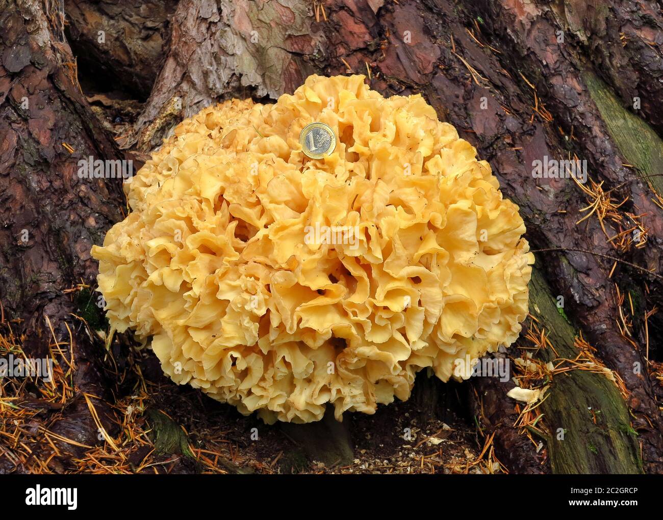 Cauliflower fungus, Sparassis crispa at the base of a conifer trunk ...