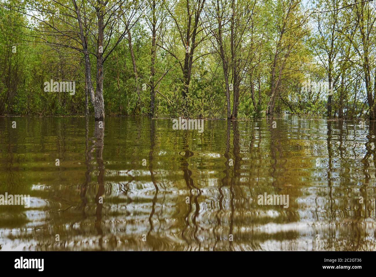 spring landscape during the flood - the grove is flooded, trees stand ...