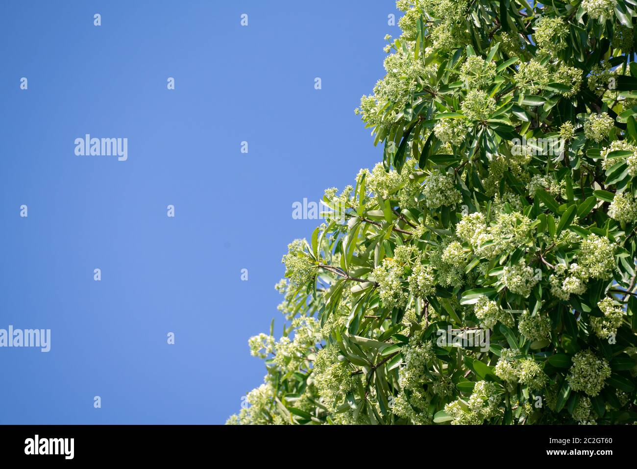 Devil tree or blackboard Tree ( Alstonia scholaris ) with flowers have ...