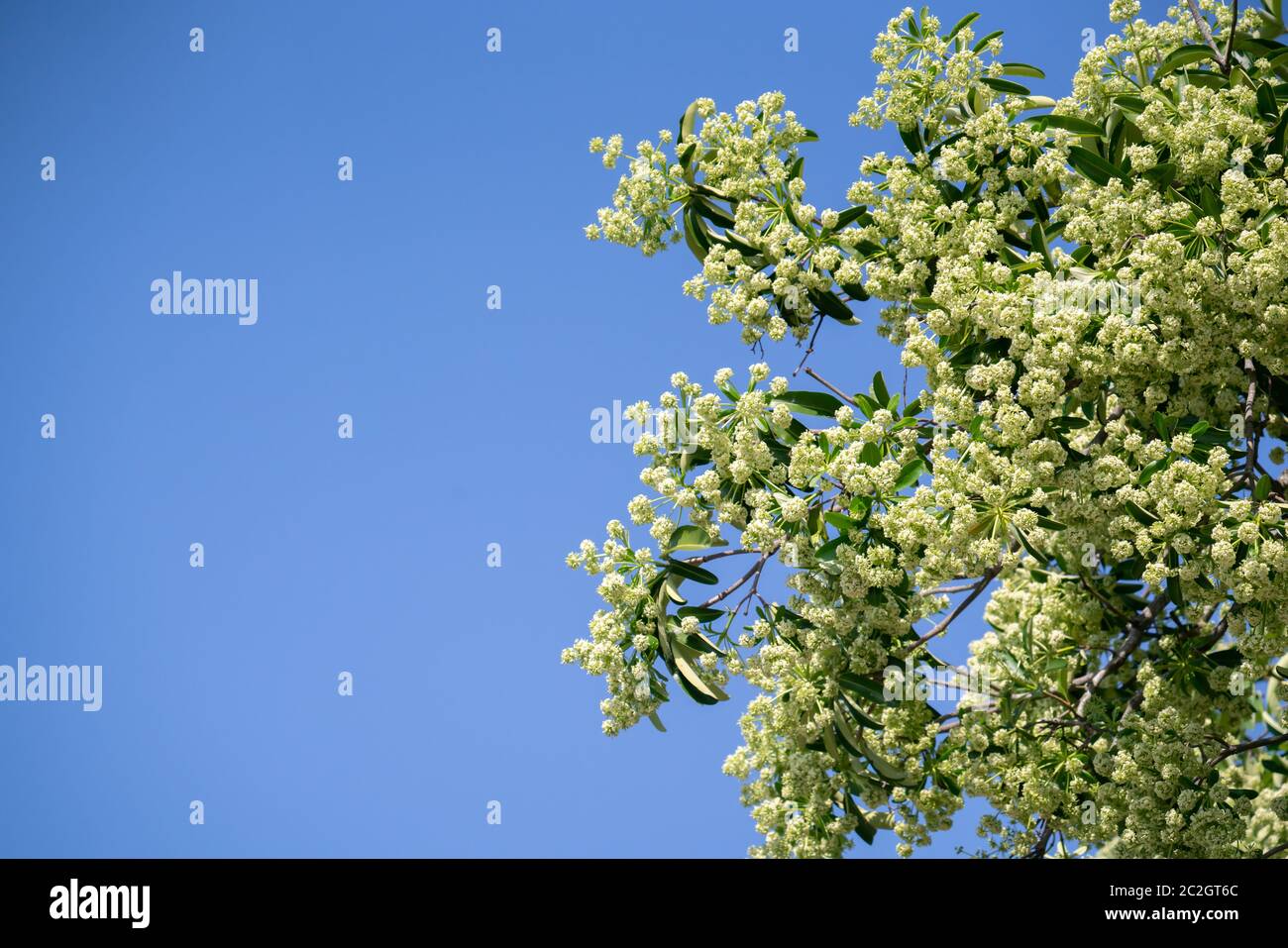 Devil tree hi-res stock photography and images - Alamy