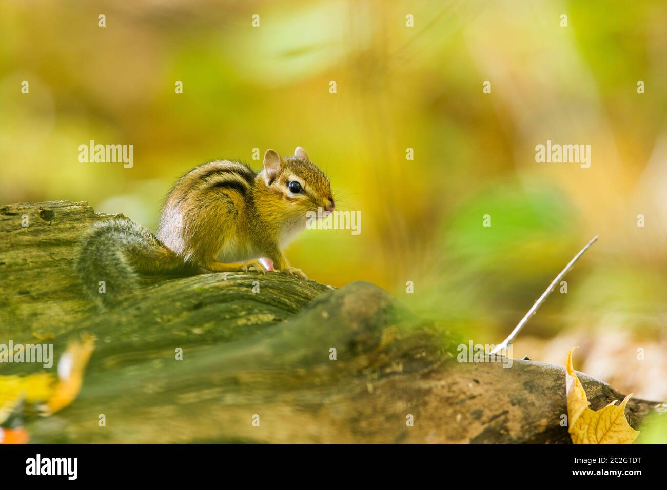 eastern chipmunk (Tamias striatus Stock Photo - Alamy