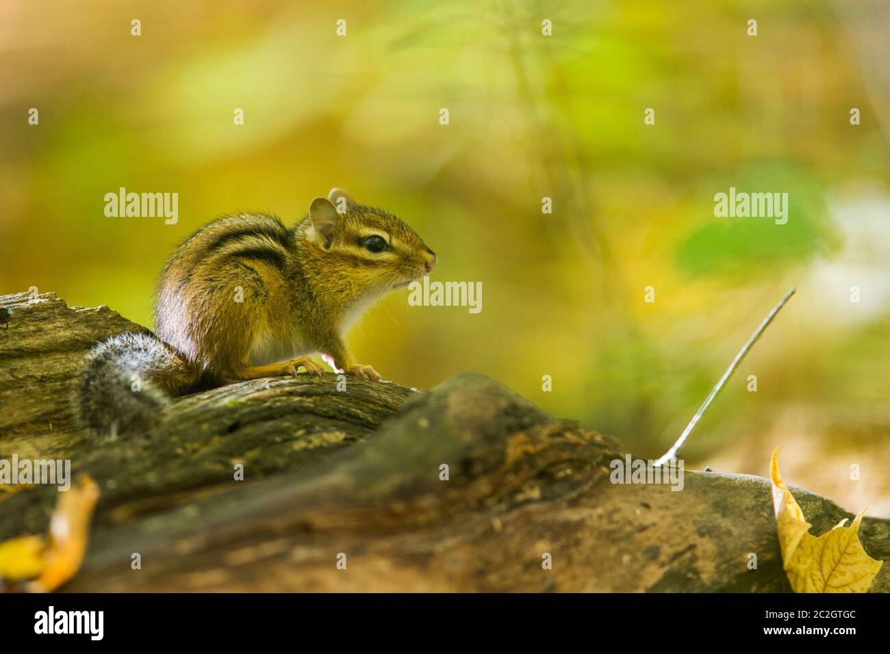 eastern chipmunk (Tamias striatus Stock Photo - Alamy