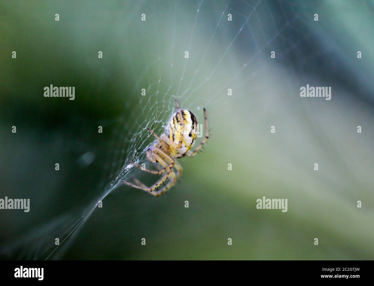 Rare juniper hi-res stock photography and images - Alamy