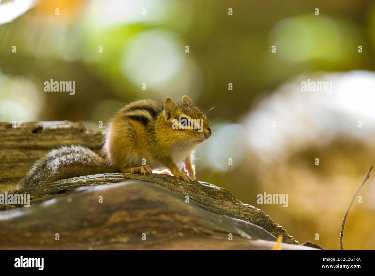 eastern chipmunk (Tamias striatus Stock Photo - Alamy