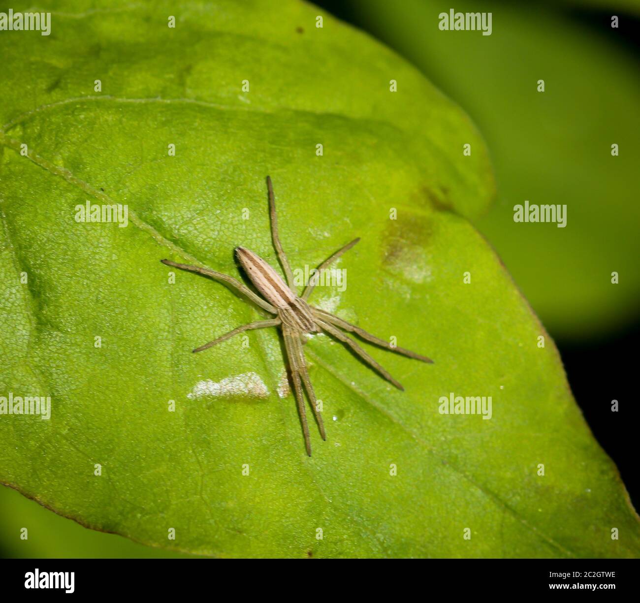 a list spider on a leaf Stock Photo - Alamy