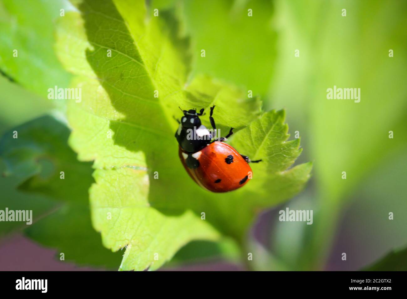 a ladybug on a plant Stock Photo - Alamy