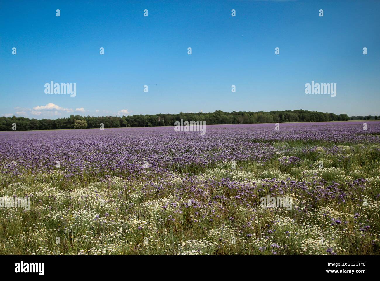 Violet field hi-res stock photography and images - Alamy