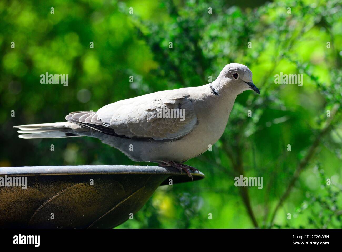 Eurasian collared dove in spring on a bird bath Stock Photo - Alamy