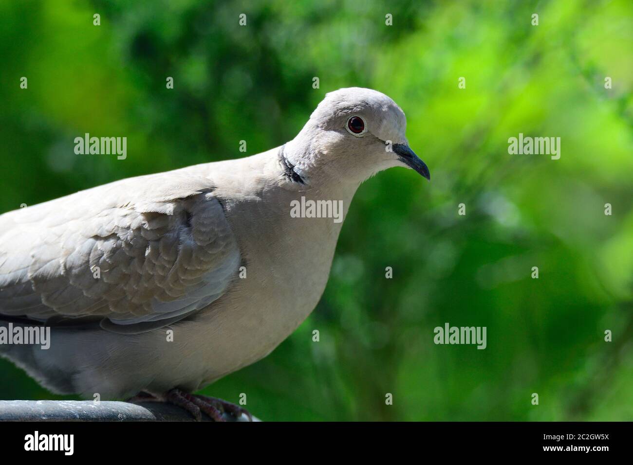 Eurasian collared dove in spring on a bird bath Stock Photo - Alamy